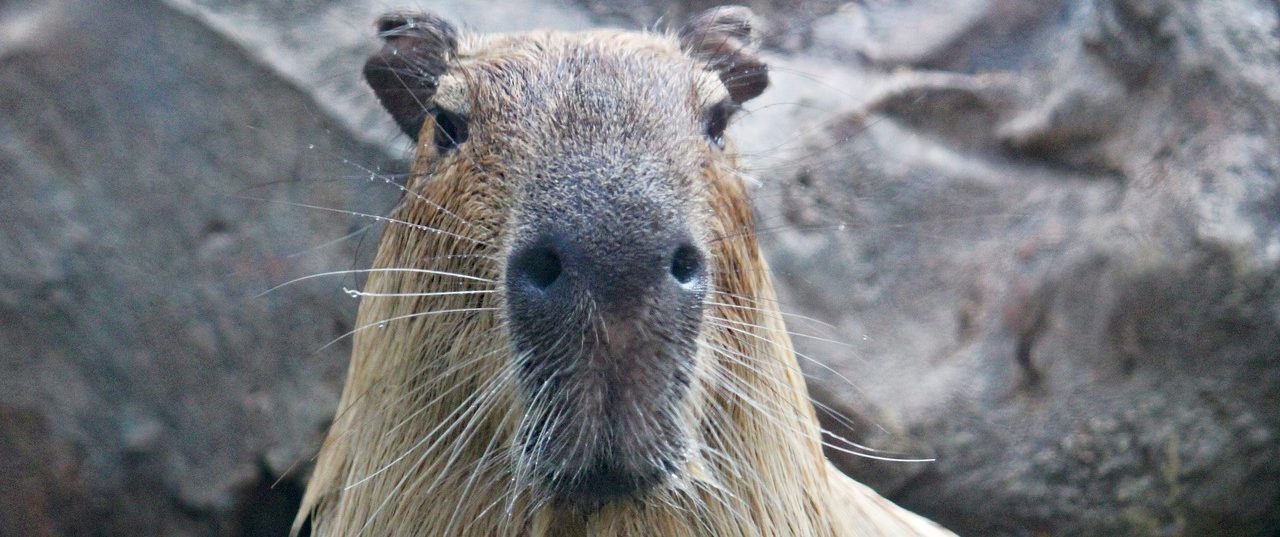Guia da Capivara Cética: guia de estudos extraoficial dos aprovados no ...